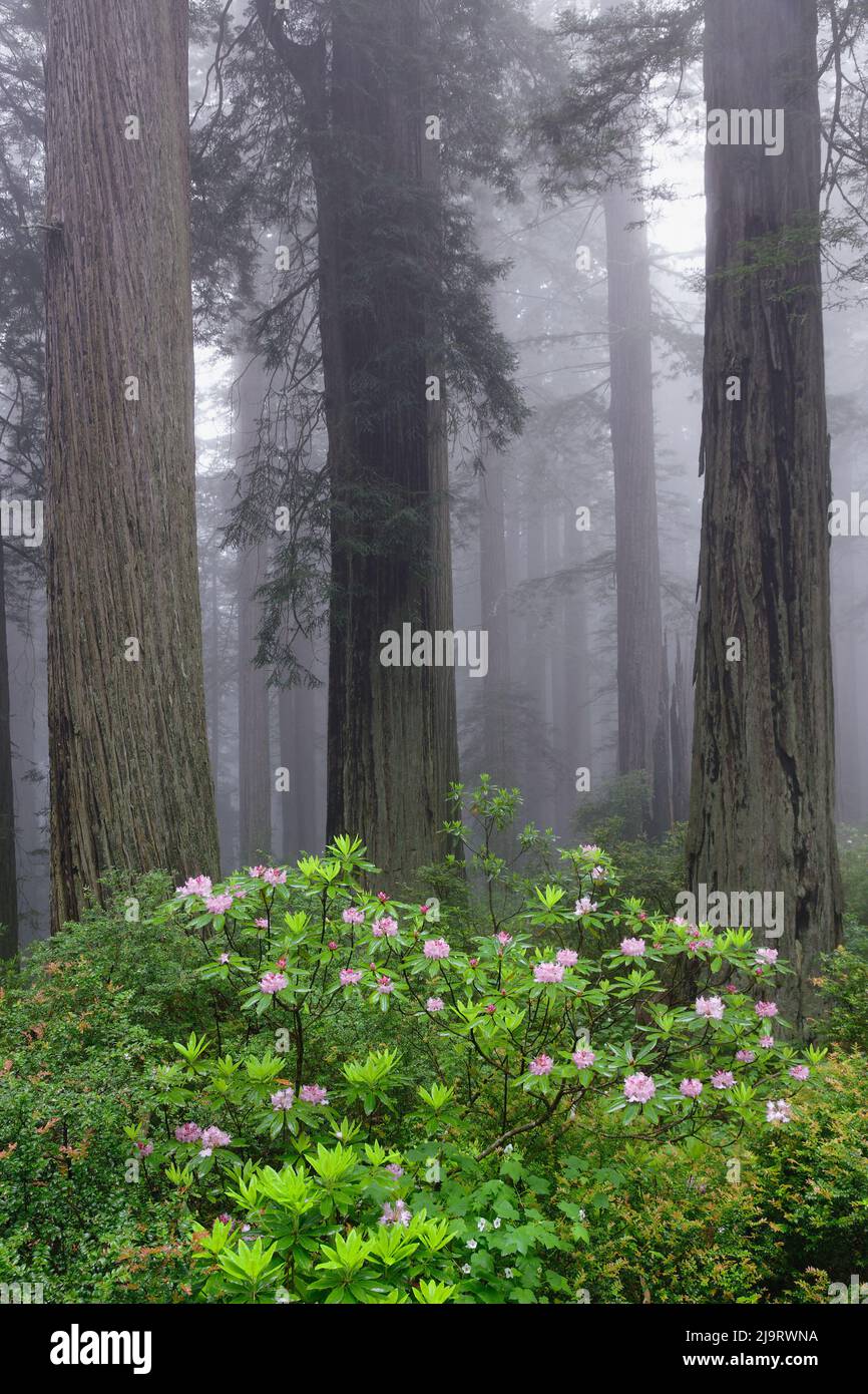 Redwood trees and Pacific Rhododendron in fog, Redwood National Park ...