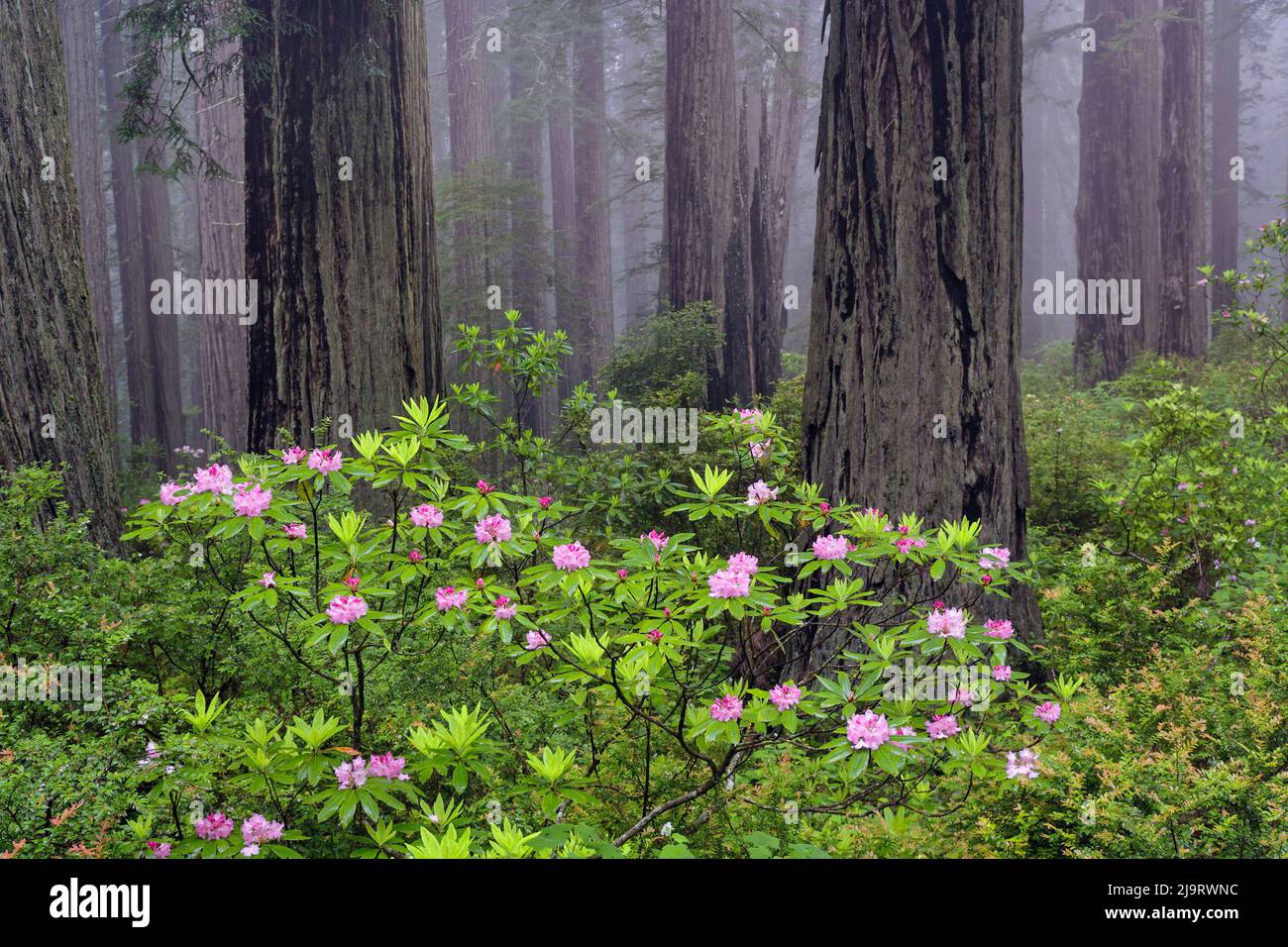Redwood trees and Pacific Rhododendron in fog, Redwood National Park ...