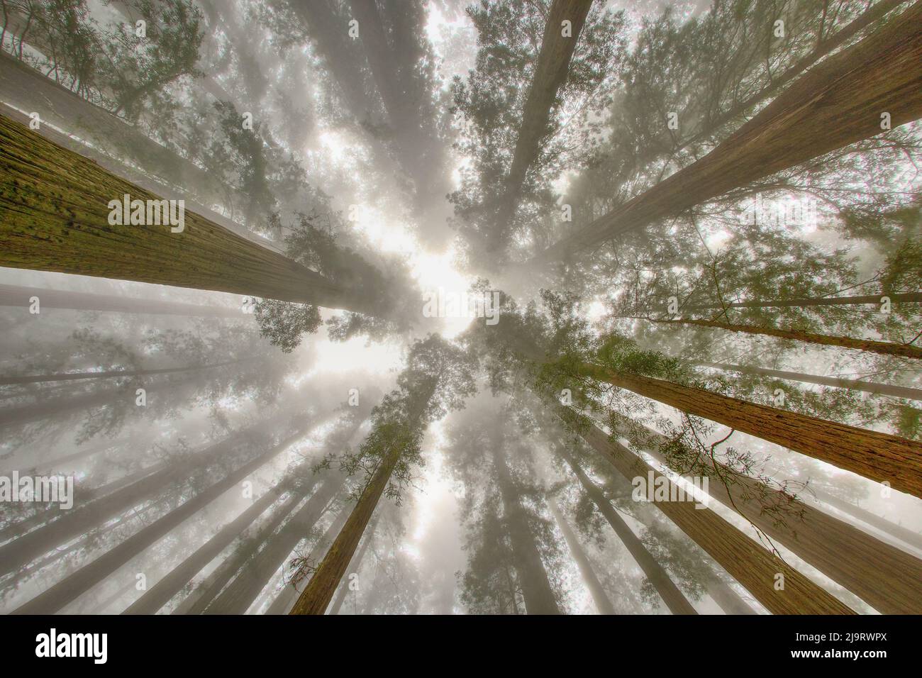 Sequoia national park wide hi-res stock photography and images - Alamy
