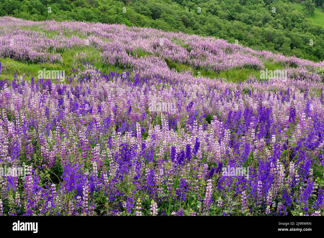 Flowers on hillside hi-res stock photography and images - Alamy