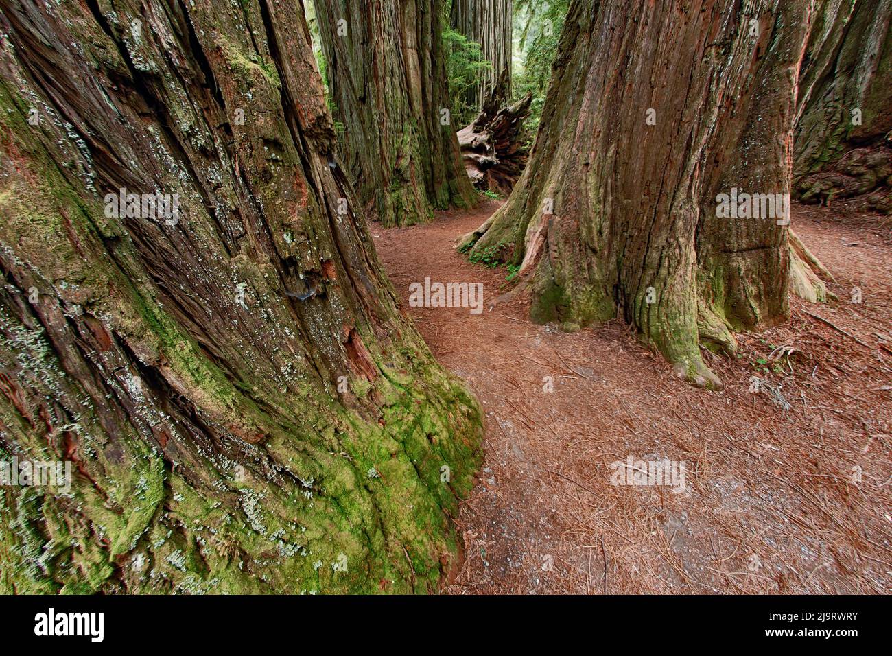Pathway through redwood trees. Redwood National Park, California Stock ...