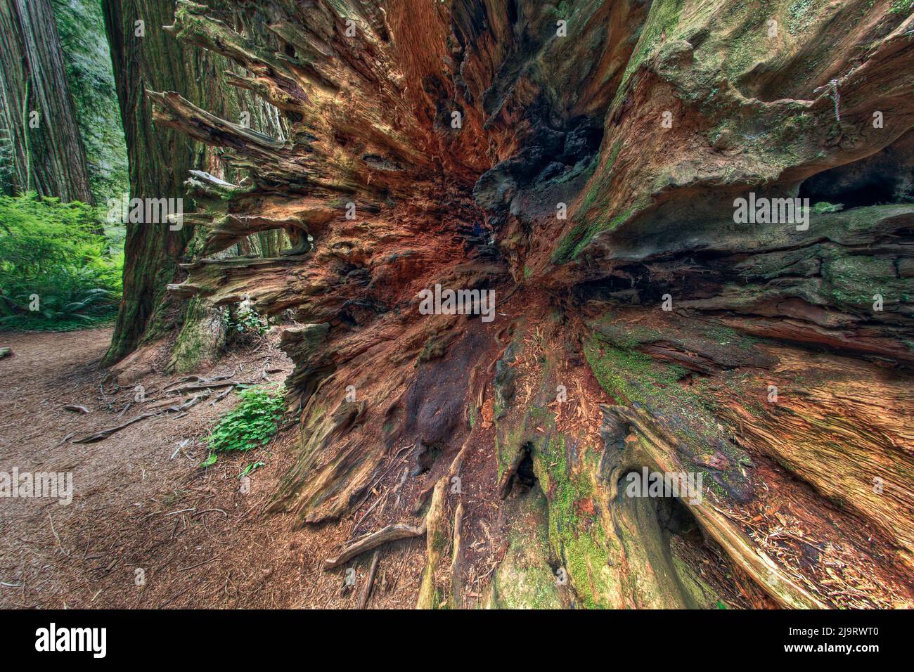 Pathway through redwood trees. Redwood National Park, California Stock ...