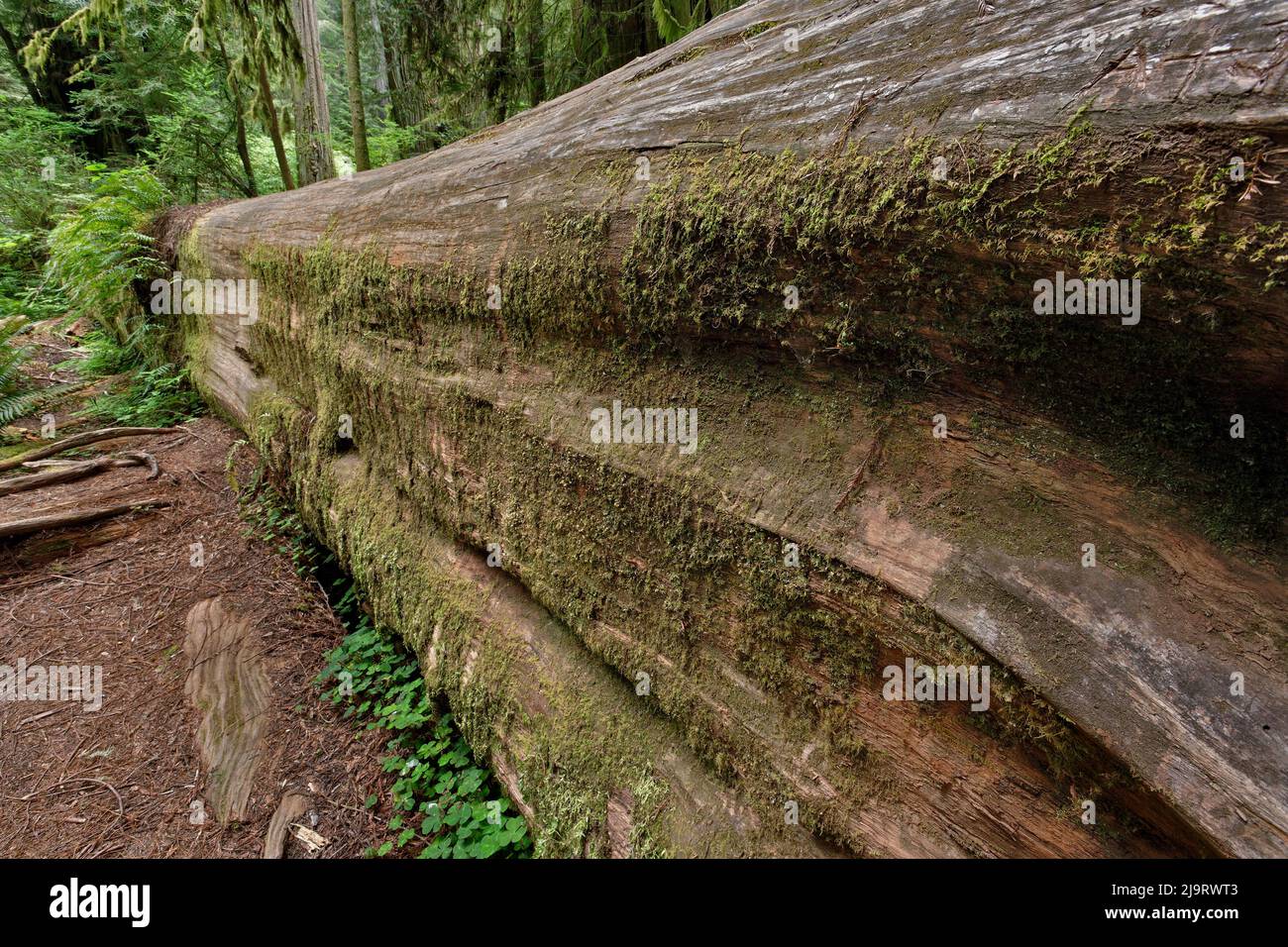 Fallen redwood tree hi-res stock photography and images - Alamy