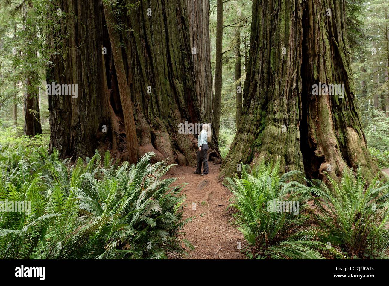Pathway through redwood trees. Redwood National Park, California Stock ...