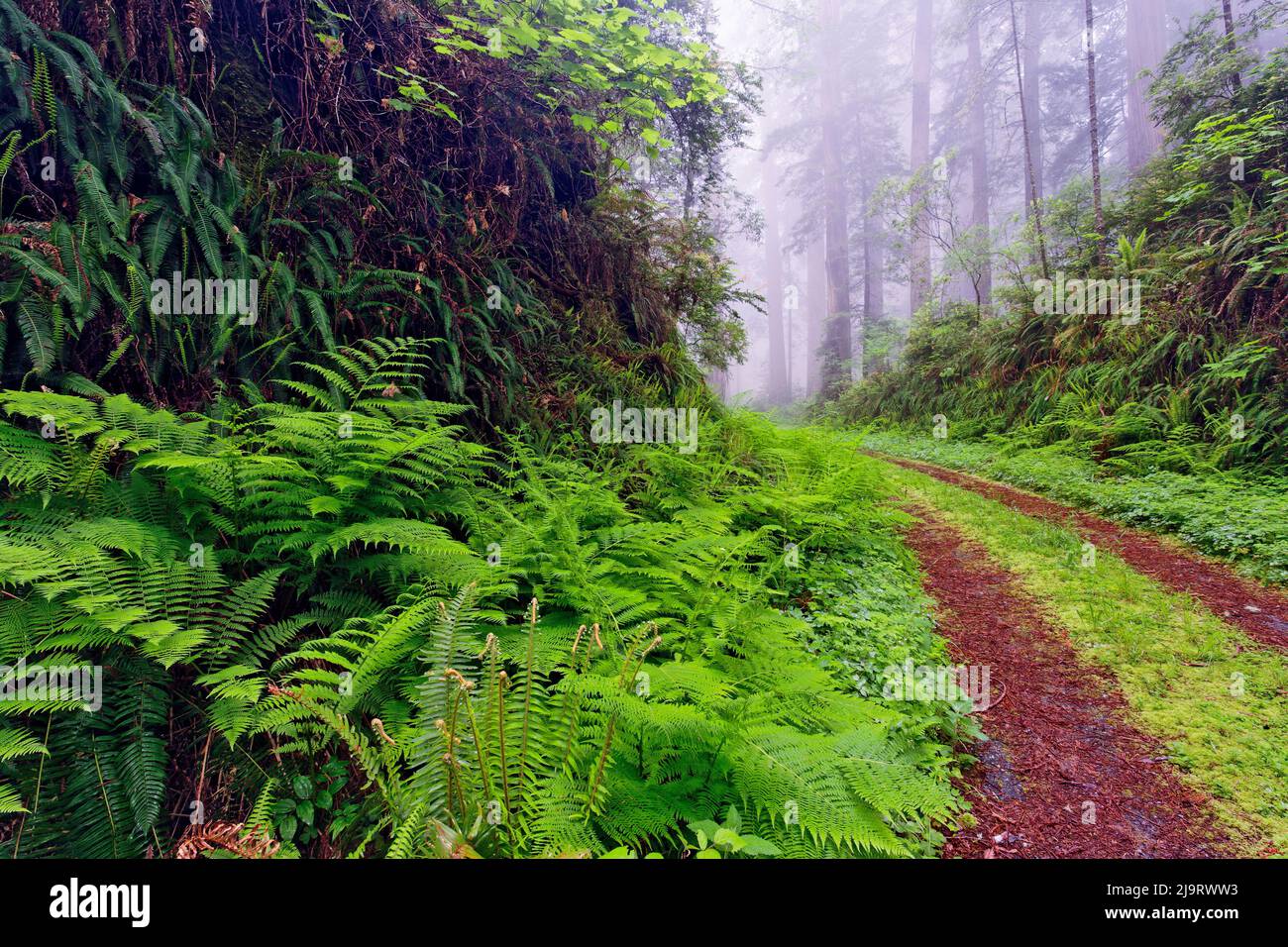 Old roadway through foggy redwood forest, Redwood National Park ...
