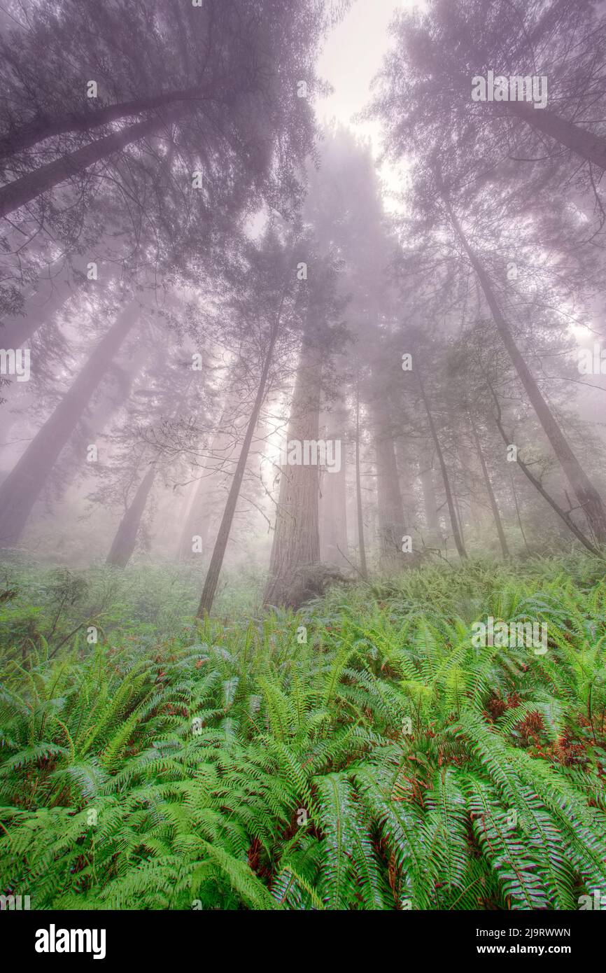 Fisheye view skyward in redwood forest, Redwood National Park, Tree ...