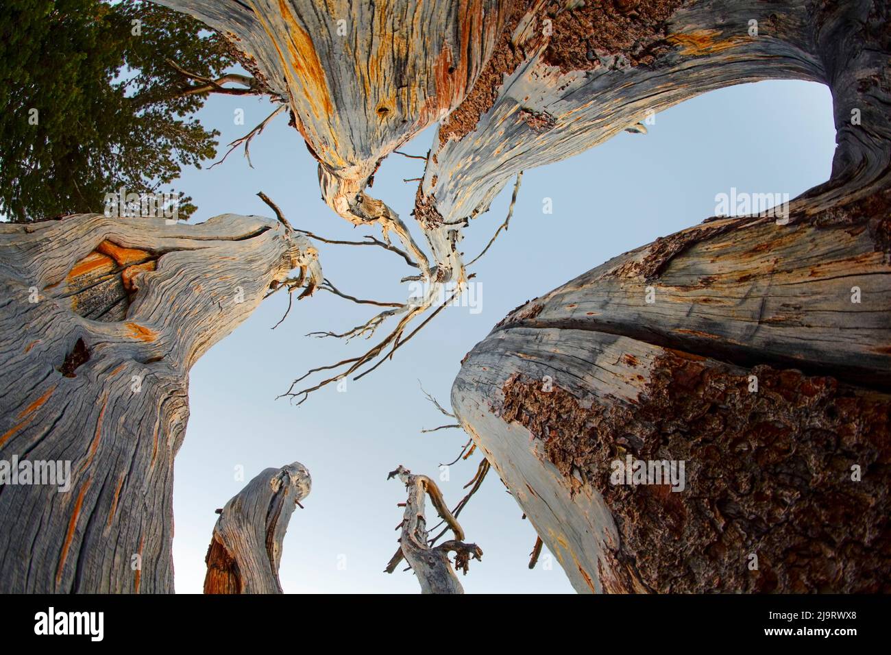 Upward view of twisted pine trees, Tuolumne Meadows, Yosemite National ...
