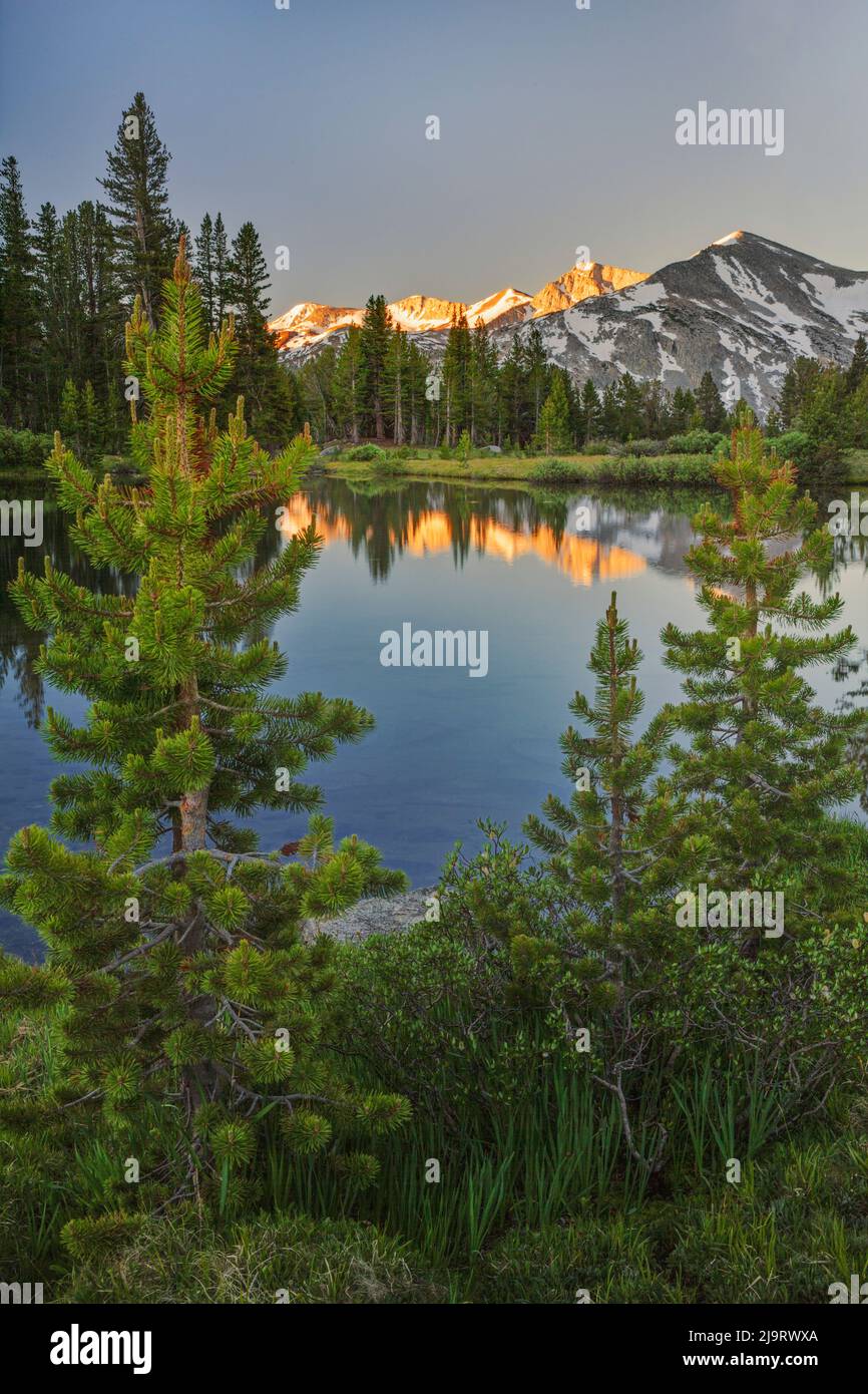 Alpine tarn, Tuolumne Meadows sunrise, Yosemite National Park ...