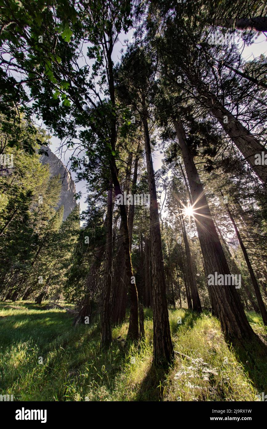 Sunlight through pine trees hi-res stock photography and images - Alamy