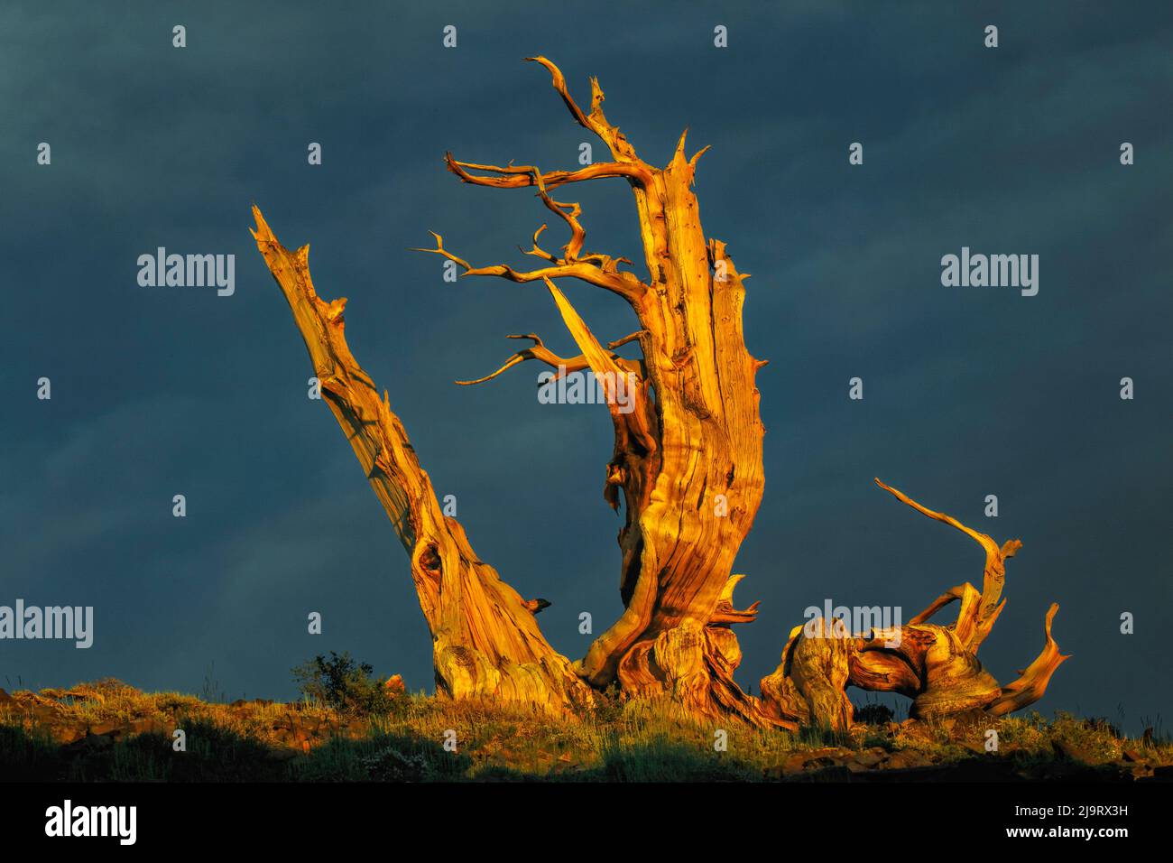 Bristlecone pine at sunset, White Mountains, Inyo National Forest ...