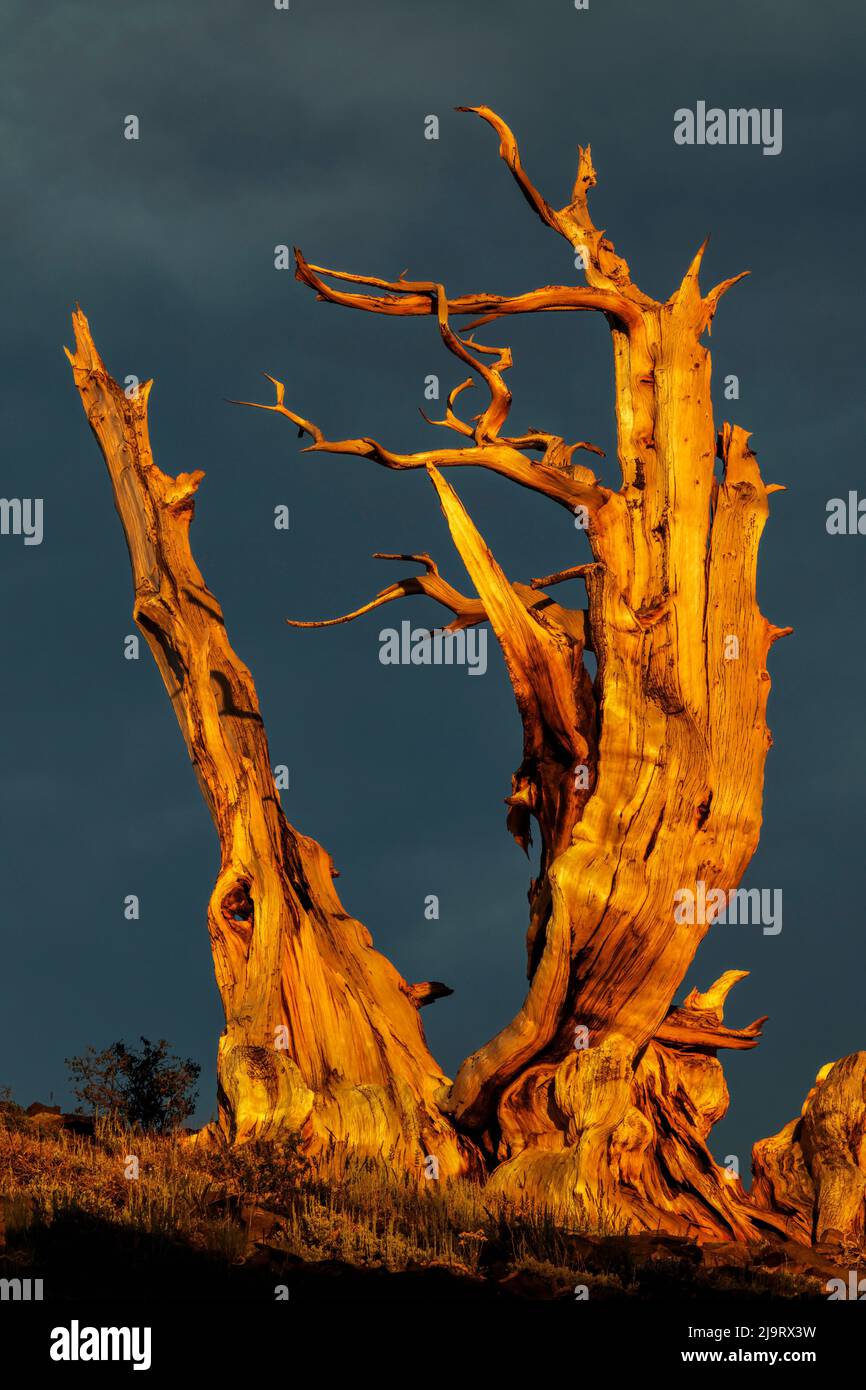 Bristlecone pine at sunset, White Mountains, Inyo National Forest ...