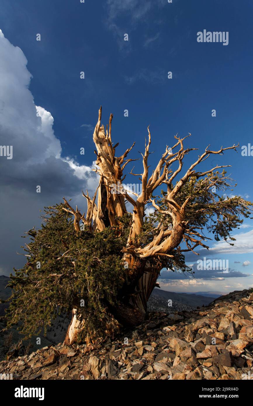 Bristlecone pine at sunset, White Mountains, Inyo National Forest ...