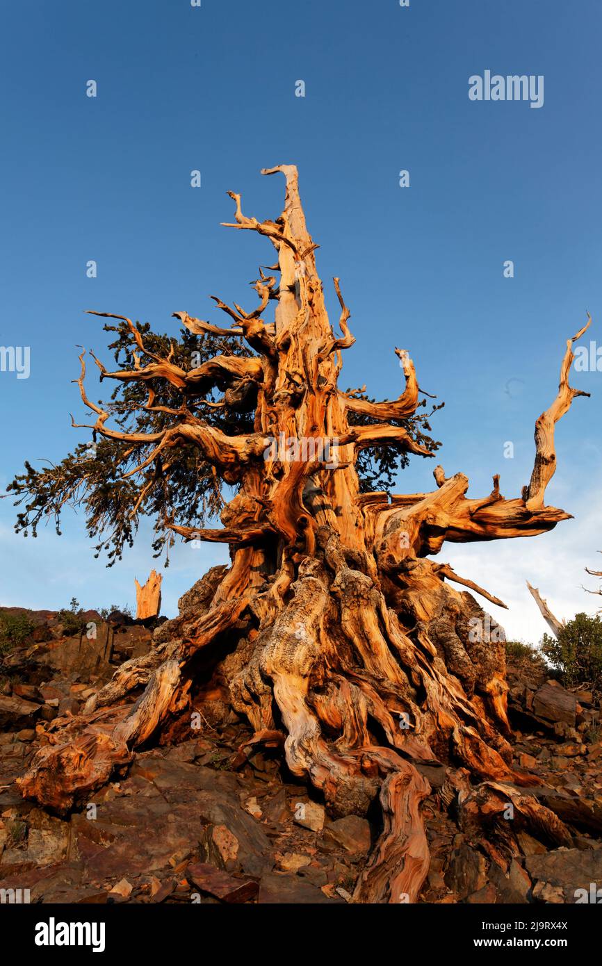 Bristlecone pine at sunset, White Mountains, Inyo National Forest ...