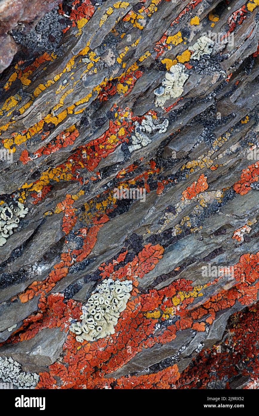 Red gray lichens hi-res stock photography and images - Alamy