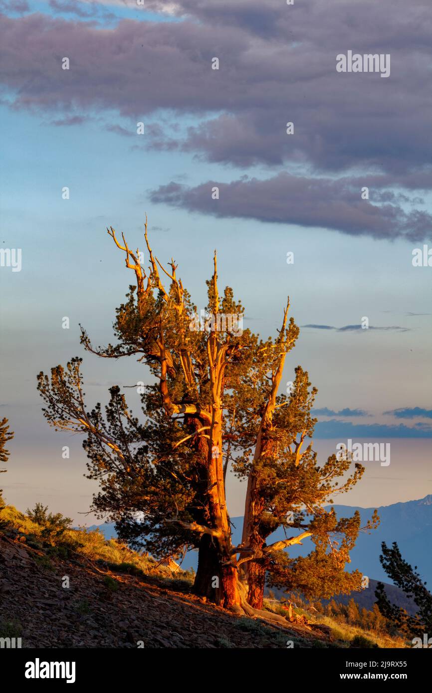 Bristlecone pine at sunset, White Mountains, Inyo National Forest ...