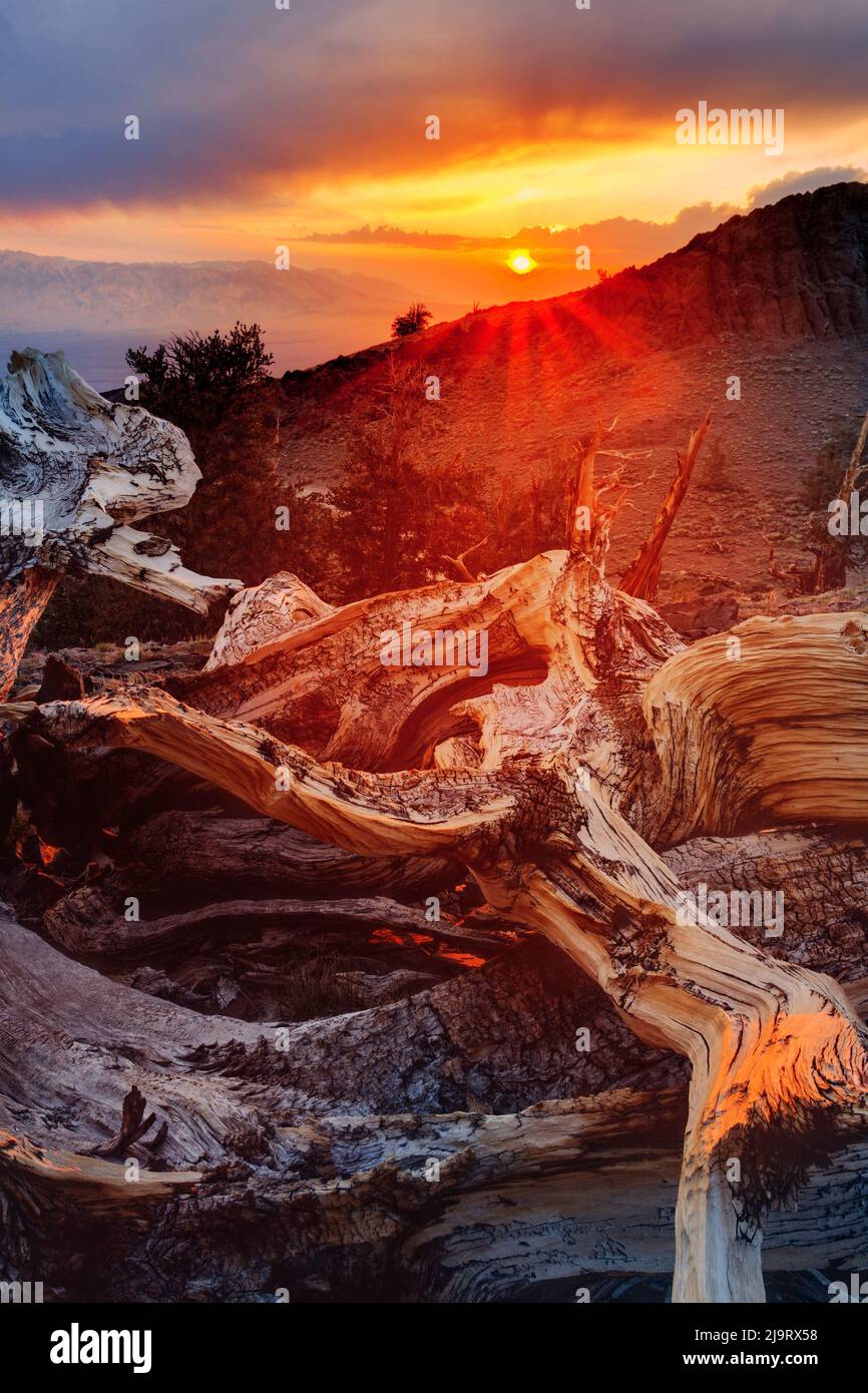 Bristlecone pine at sunset, White Mountains, Inyo National Forest ...