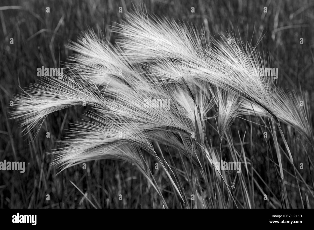 Foxtail grasses, Mono Lake, Tufa State Natural Reserve, California ...