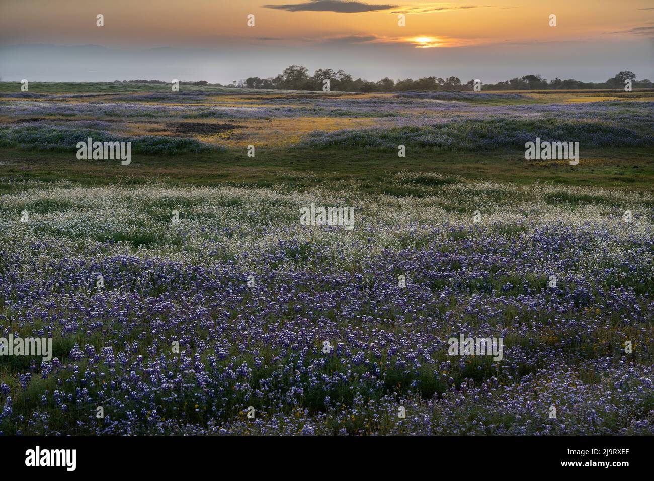 USA, California, North Table Mountain. Sunset on field of wildflowers ...