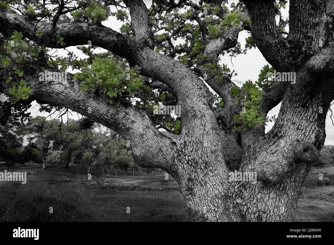 Gnarled oak tree hi-res stock photography and images - Alamy
