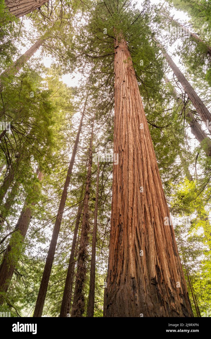 USA, California, Humboldt Redwoods State Park. Looking up at coastal ...