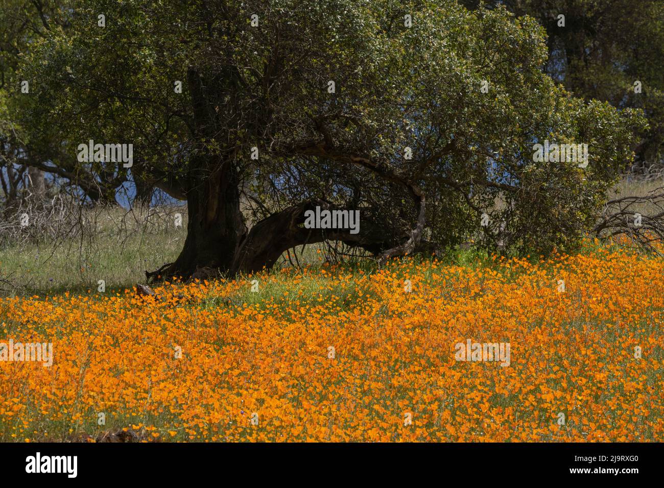 Poppies and the tree hi-res stock photography and images - Alamy
