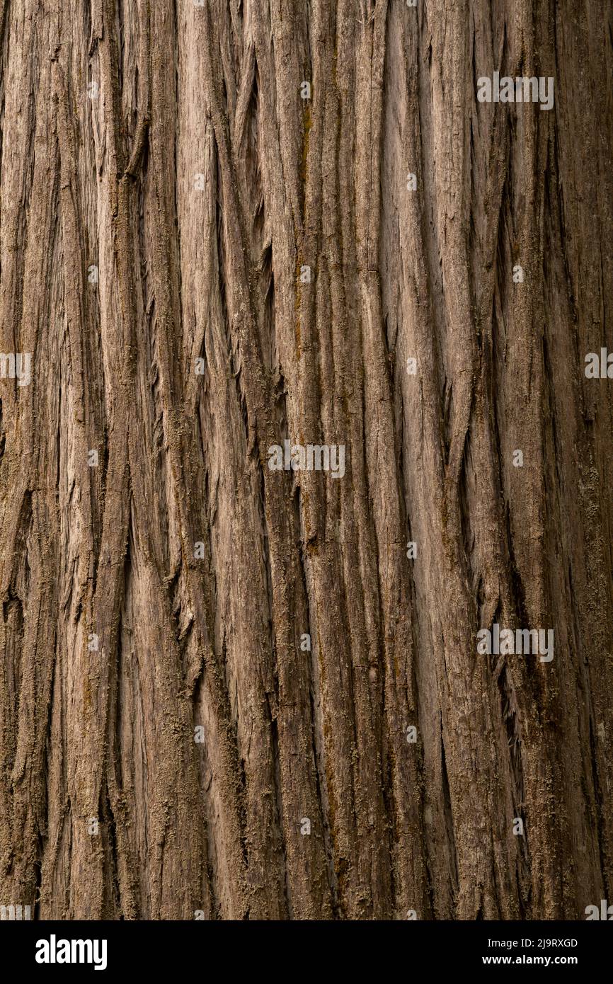 Coastal redwood tree bark hi-res stock photography and images - Alamy