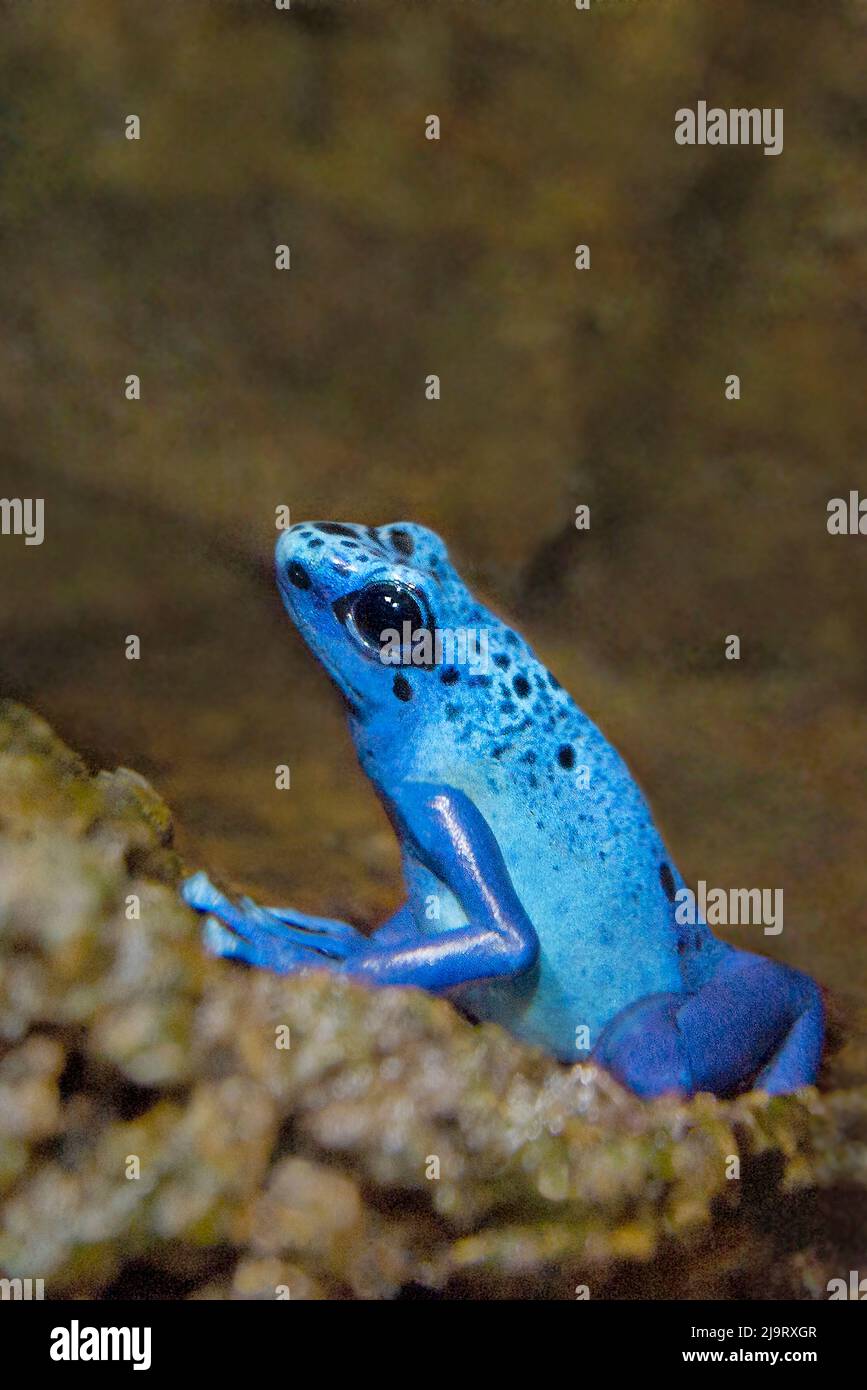 USA, California, Long Beach. Captive blue poison dart frog on rock in ...