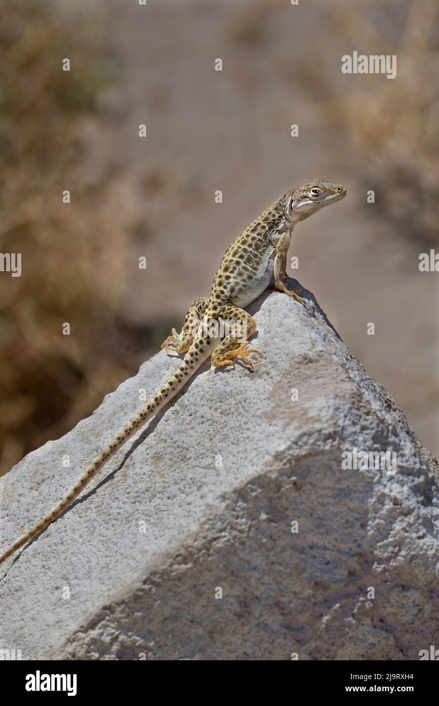 Leopard lizard hi-res stock photography and images - Alamy