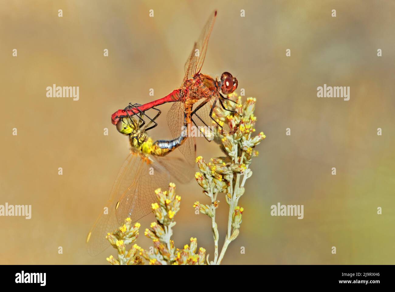 USA, California, Mono County. Mating pair of wild saffron-winged ...