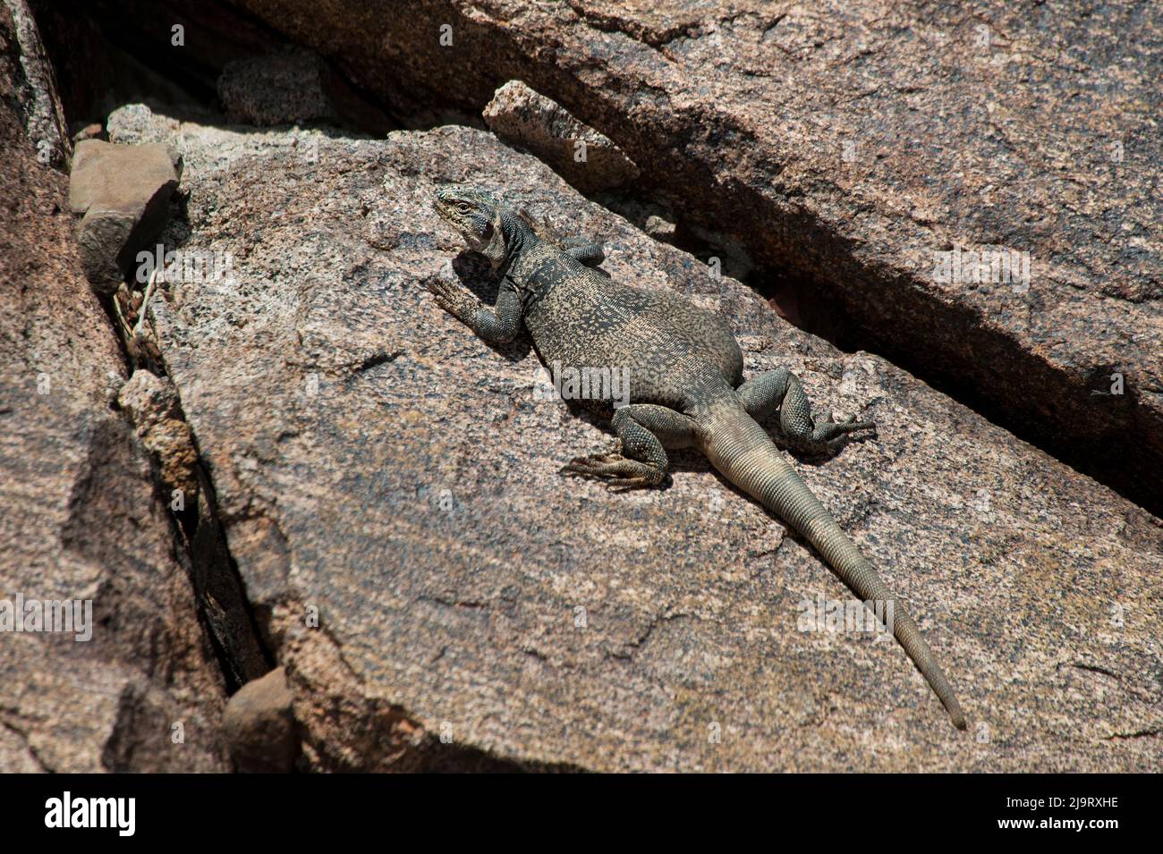 USA, California. Chuckwalla lizard on rock Stock Photo - Alamy