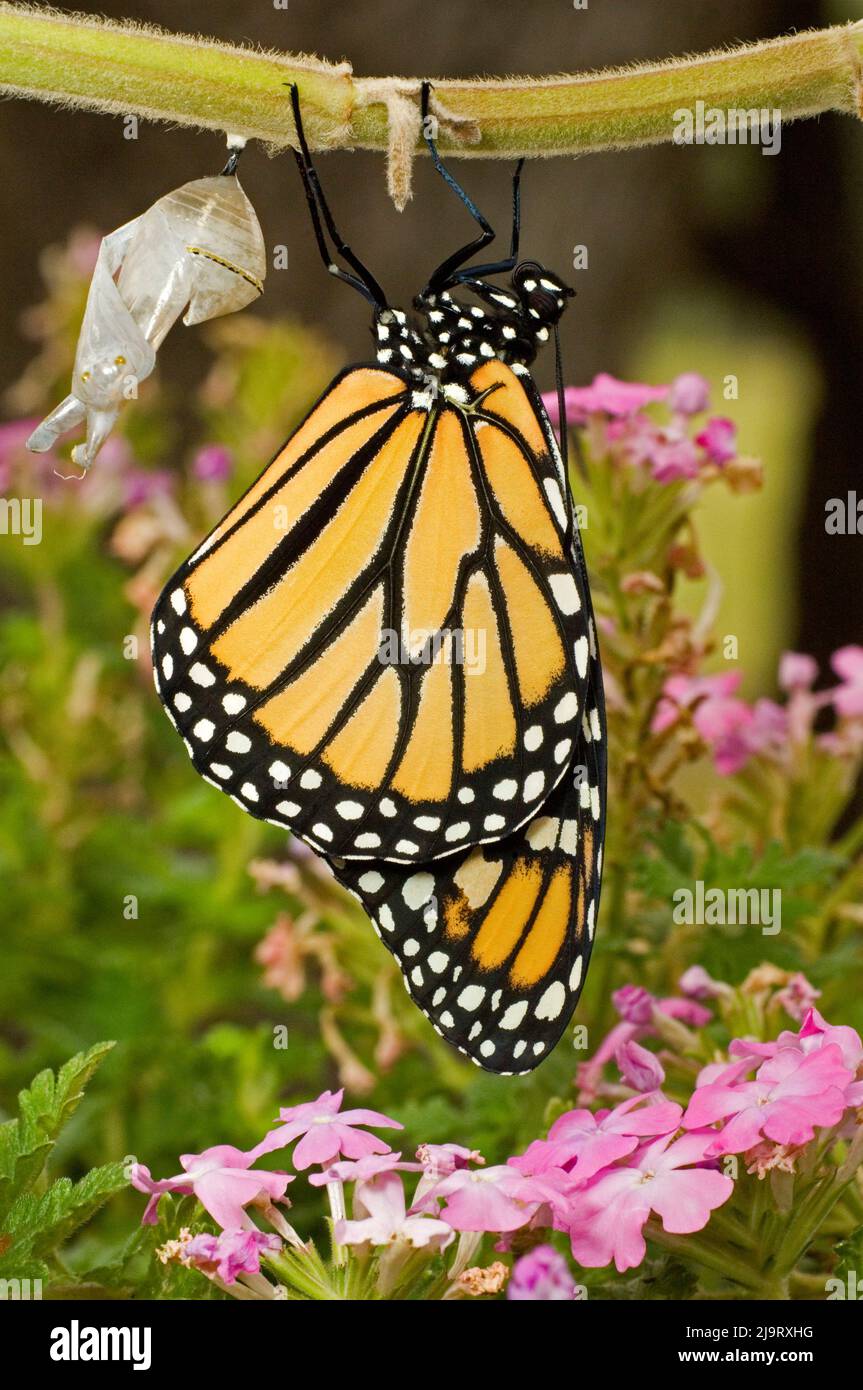 Santa barbara butterfly hi-res stock photography and images - Alamy