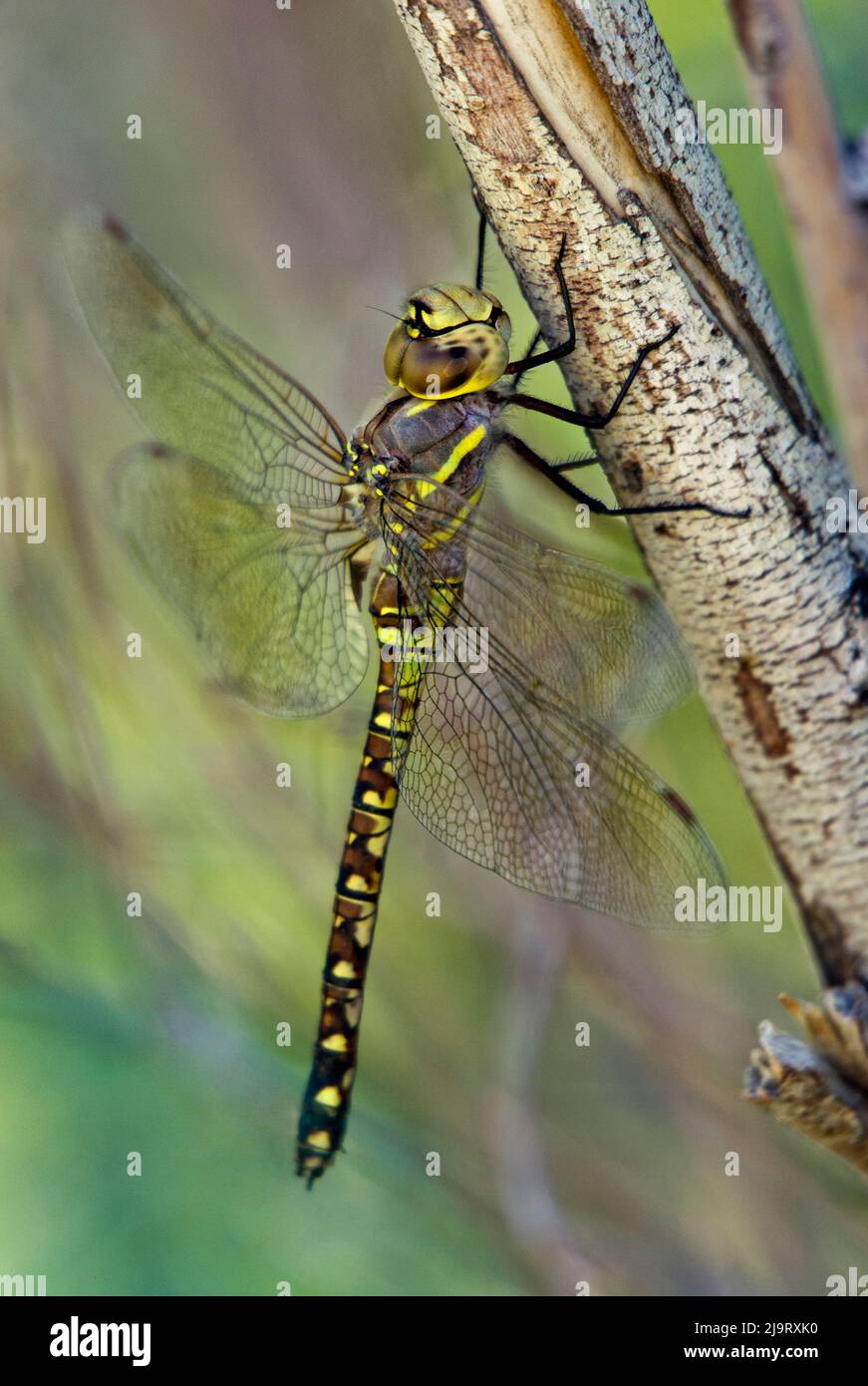 USA, California. Female heteromorph paddle-tailed darner on branch ...
