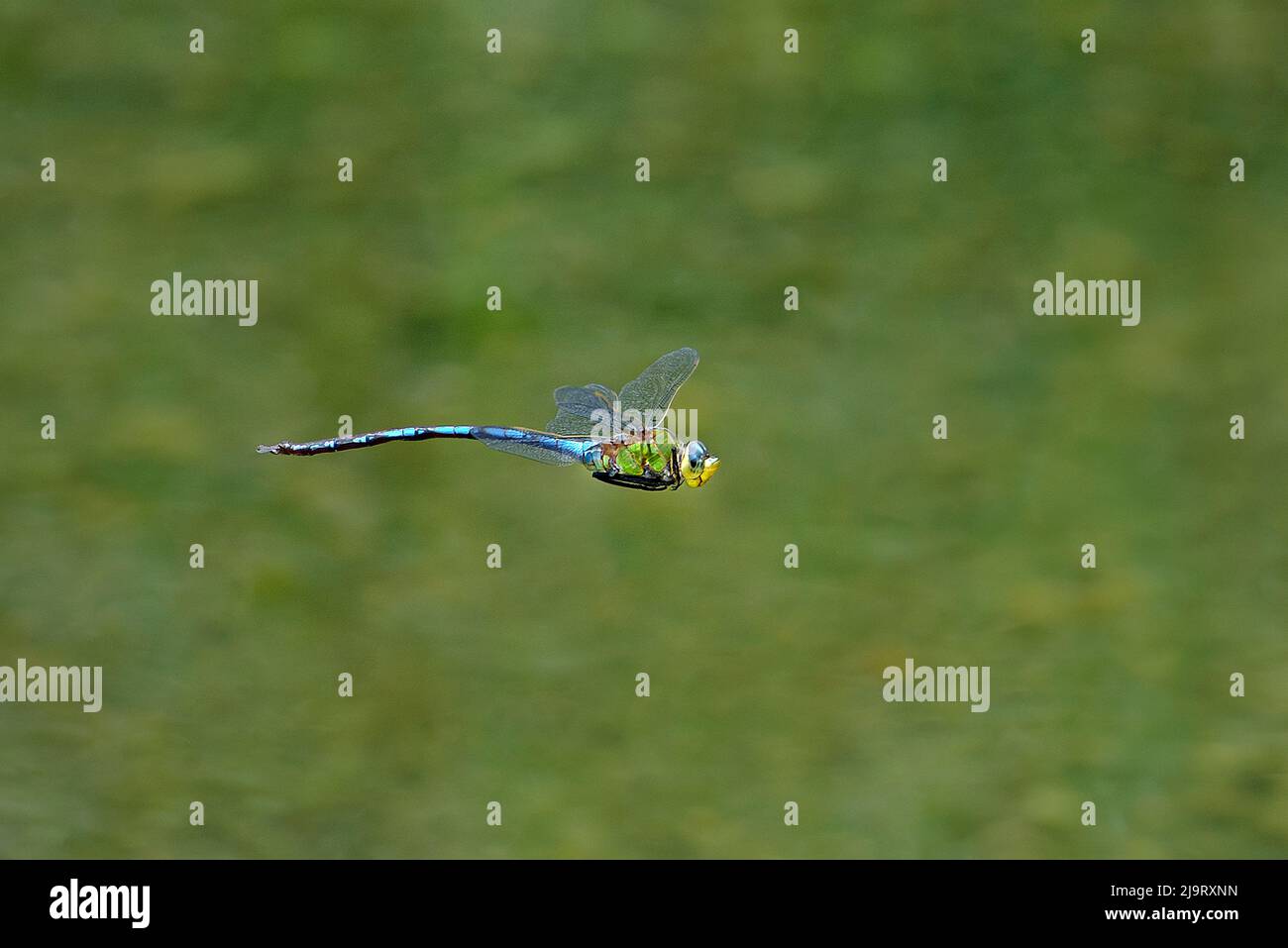 Giant darner dragonfly hi-res stock photography and images - Alamy