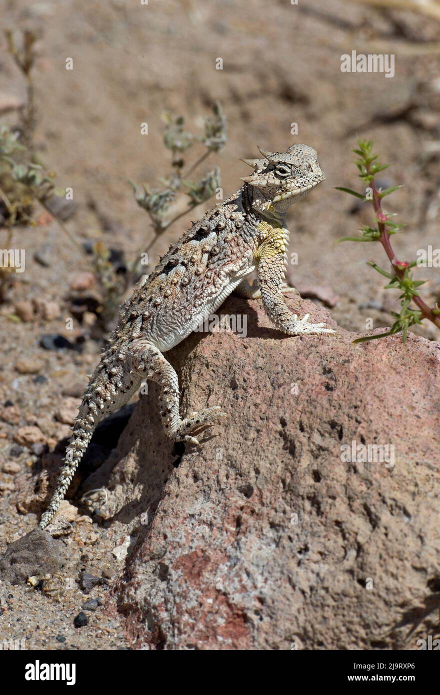 California horned lizard hi-res stock photography and images - Alamy