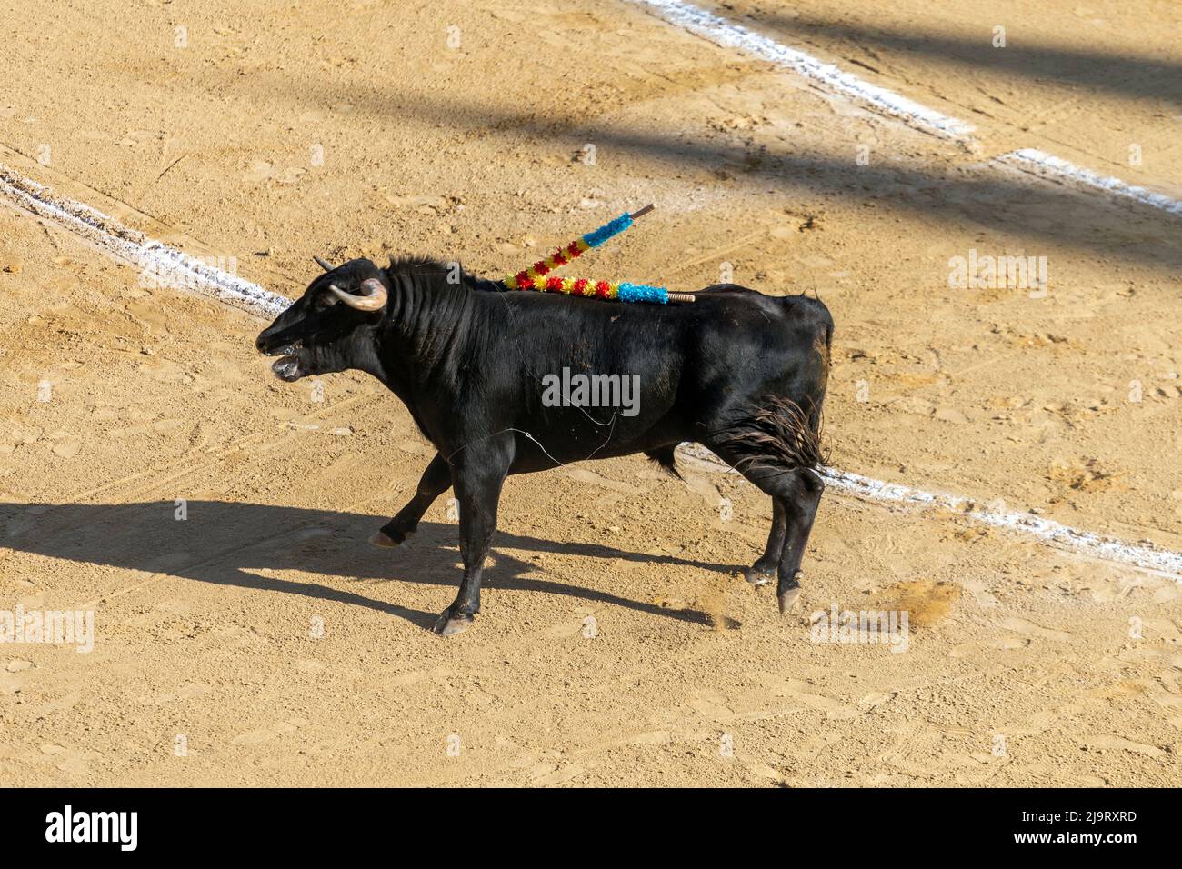 Valencia, Spain - 05 06 2022: Raging bull in the bullring. Corrida de ...