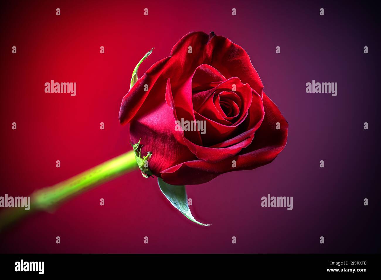 Rose collins hi-res stock photography and images - Alamy