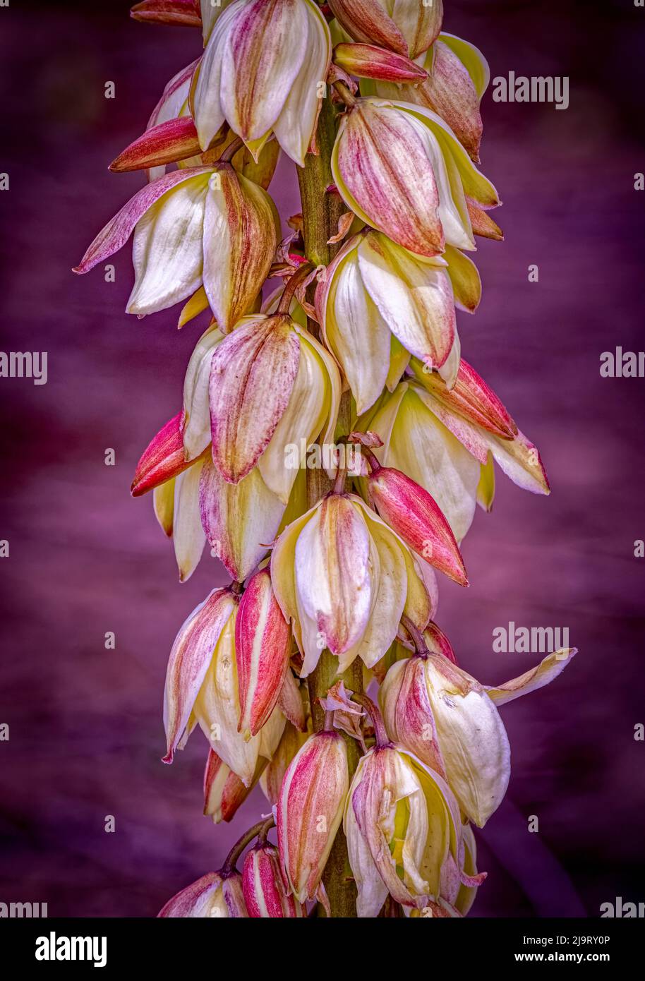 Common yucca hi-res stock photography and images - Alamy