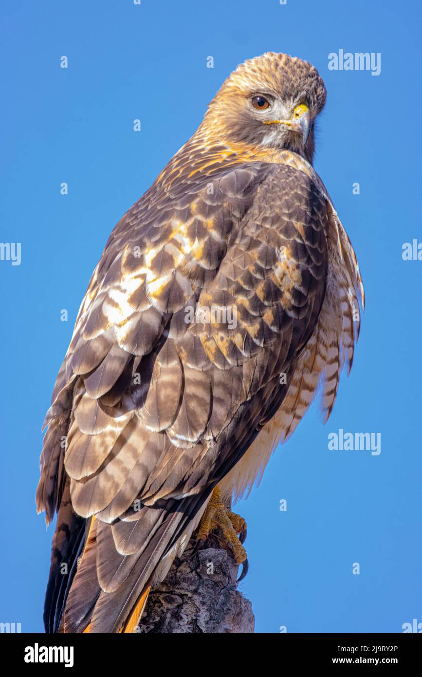 Adult red tailed hawk hi-res stock photography and images - Alamy