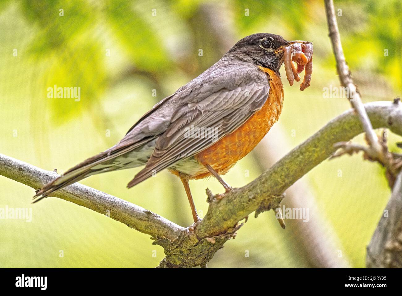 American robin with nestlings hi-res stock photography and images - Alamy