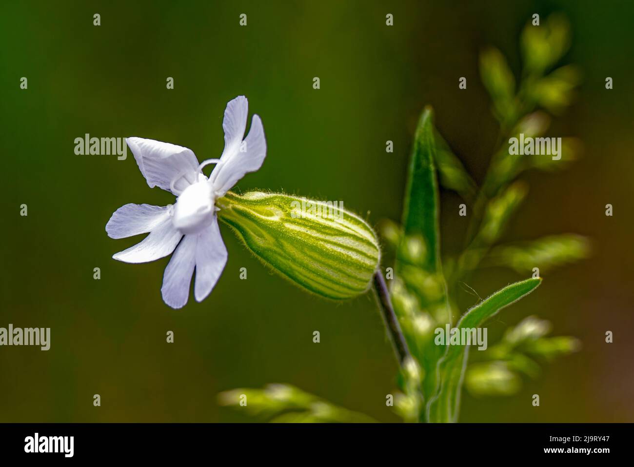 Sleepy catchfly hi-res stock photography and images - Alamy