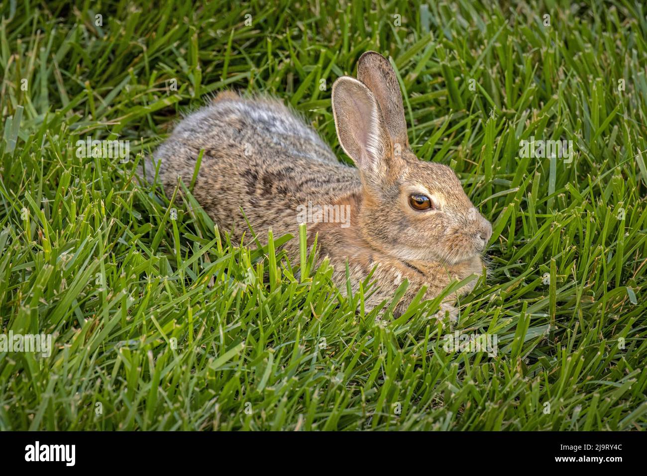 Rabbit in grass hi-res stock photography and images - Alamy
