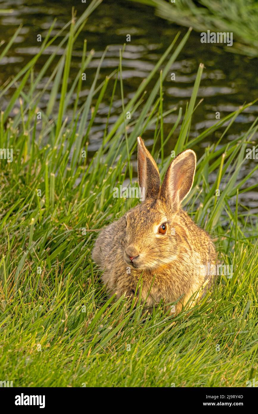 Rabbit in grass hi-res stock photography and images - Alamy