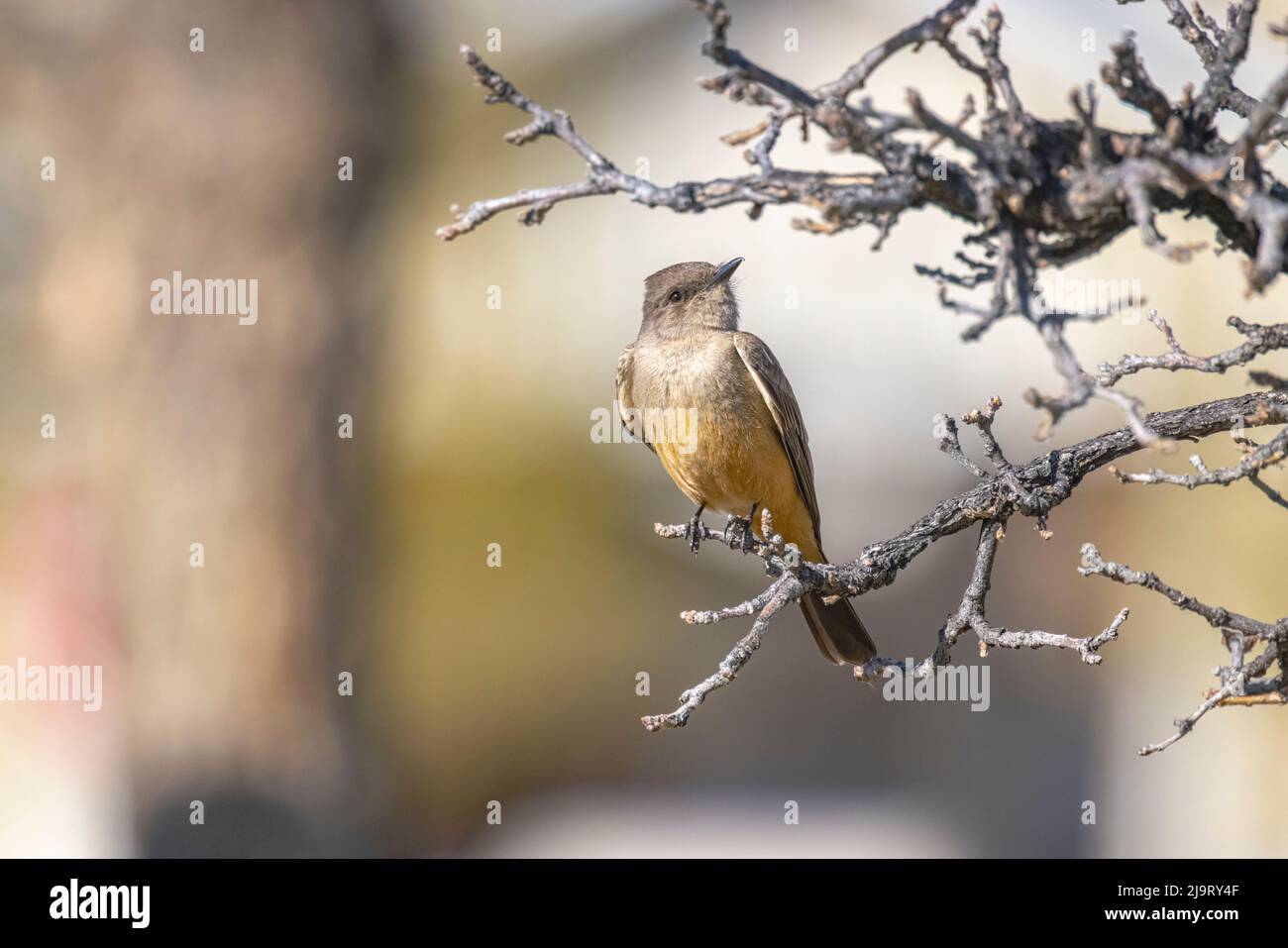 The phoebe bird hi-res stock photography and images - Alamy