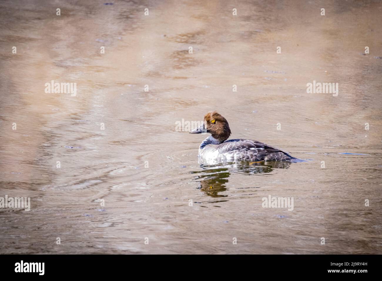 Female common goldeneye duck hi-res stock photography and images - Alamy