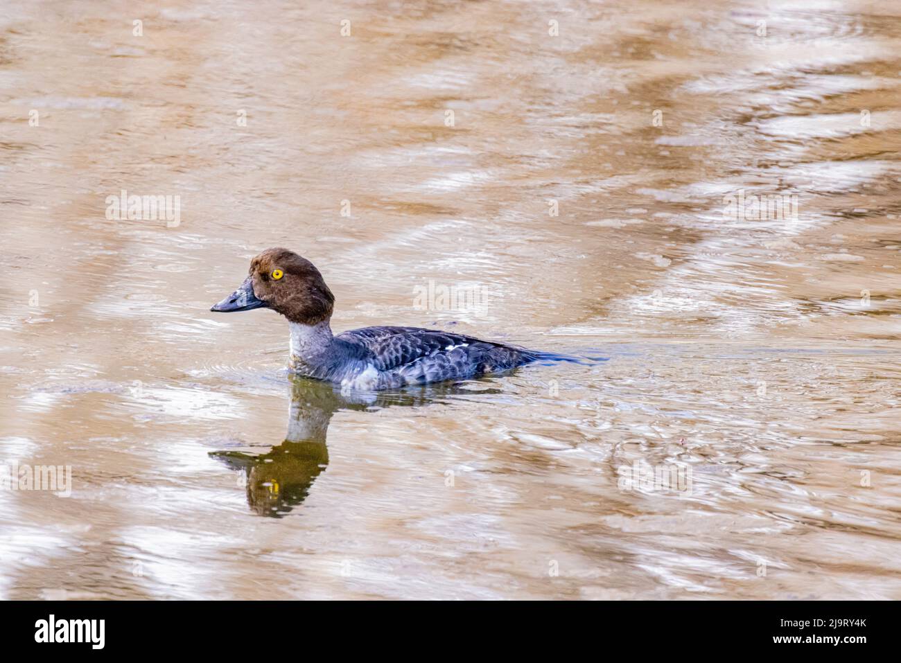 Female common goldeneye duck hi-res stock photography and images - Alamy