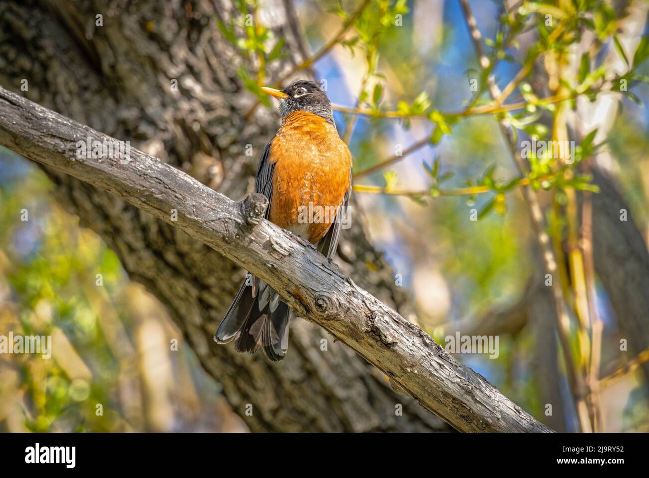 American robin female hi-res stock photography and images - Alamy