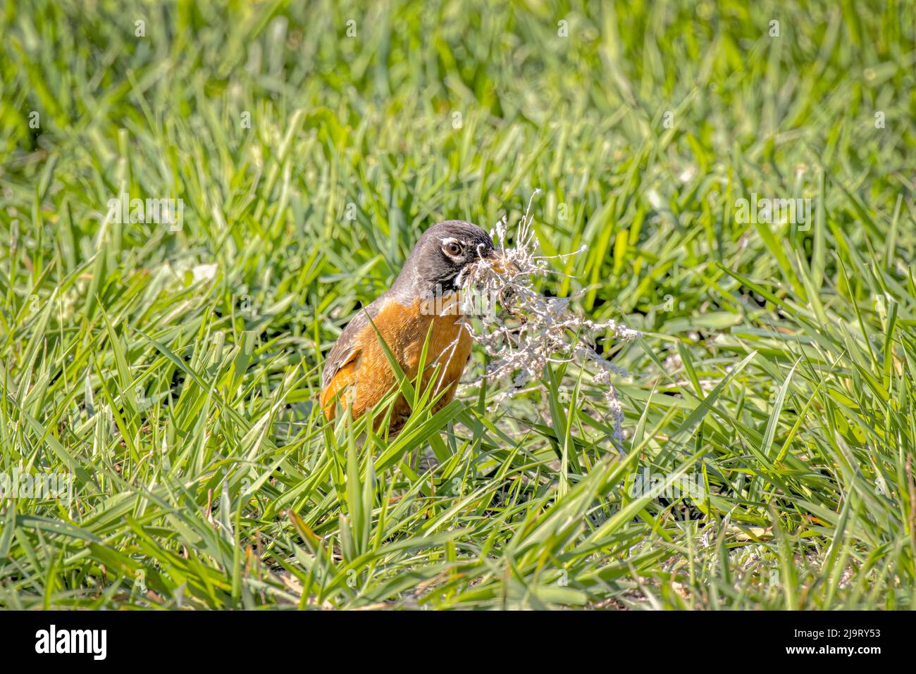 Female american robin hi-res stock photography and images - Alamy