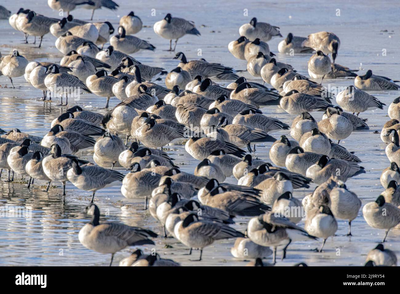 Timnath colorado hi-res stock photography and images - Alamy