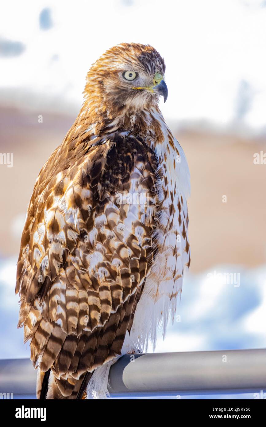 Red tailed hawk close hi-res stock photography and images - Alamy