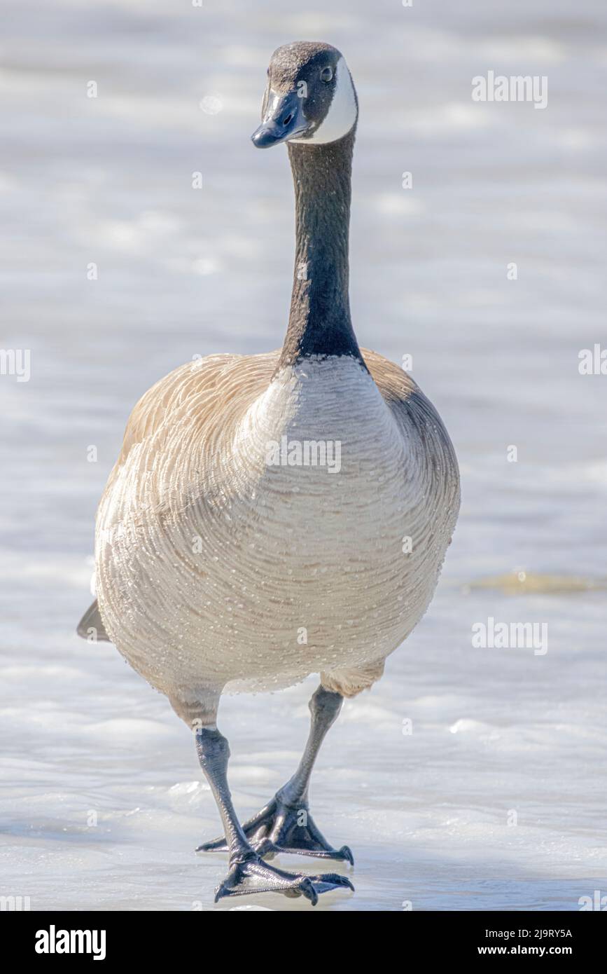 Timnath colorado hi-res stock photography and images - Alamy